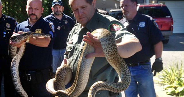 Hundreds of snakes found at N.Y. man's home - CBS News