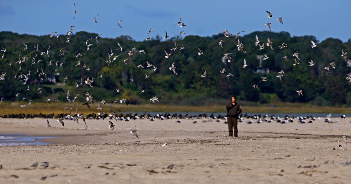 Wildlife researchers track threatened shorebird - CBS News