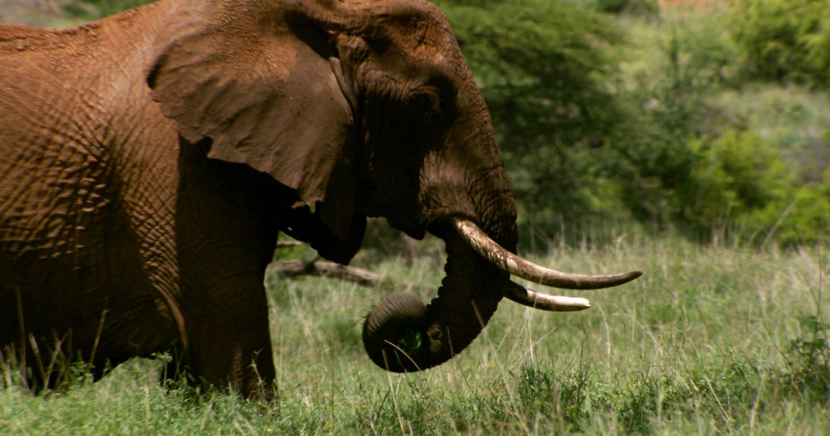 Elephants suffer from PTSD-like condition - CBS News