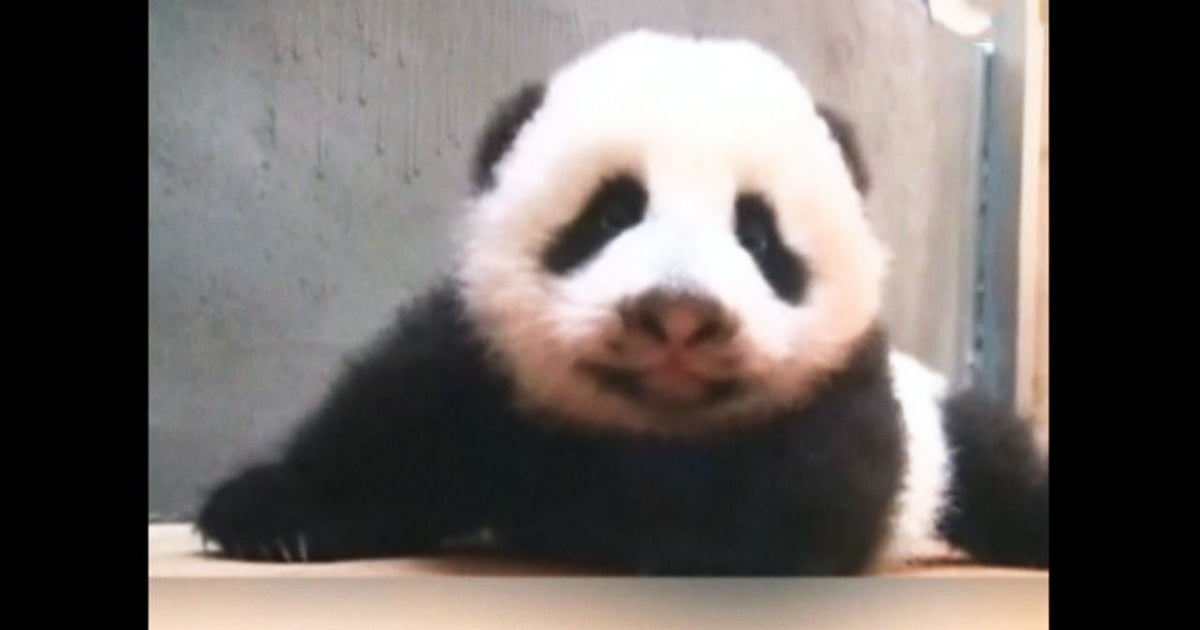 Watch: Giant panda cub tries to crawl - CBS News