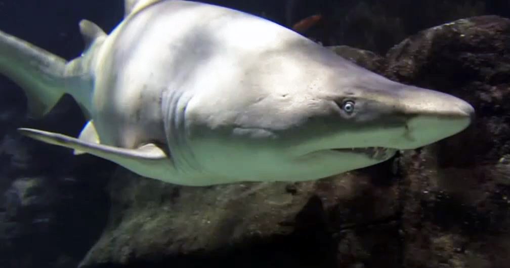 Shark's blood could help fight breast cancer - CBS News
