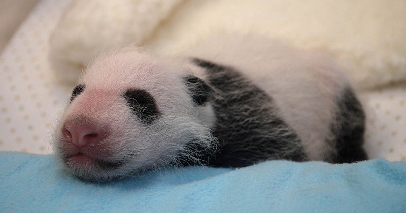 Name that panda: National Zoo asks public to vote on panda name - CBS News