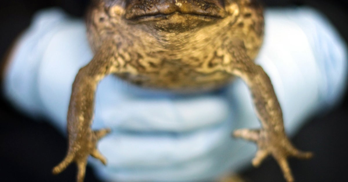 Roasted toads may have been part of prehistoric Britons' diet, new ...
