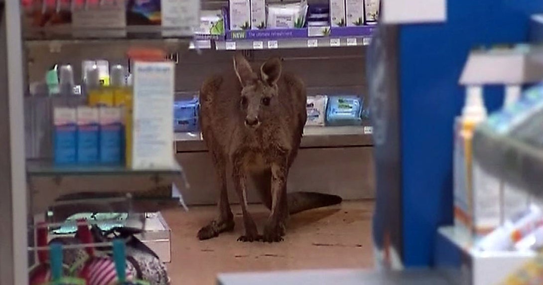 Injured kangaroo hops into Australian pharmacy - CBS News