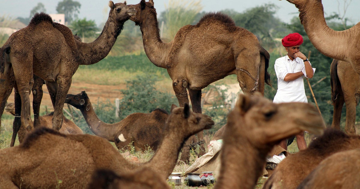 India's camel fair