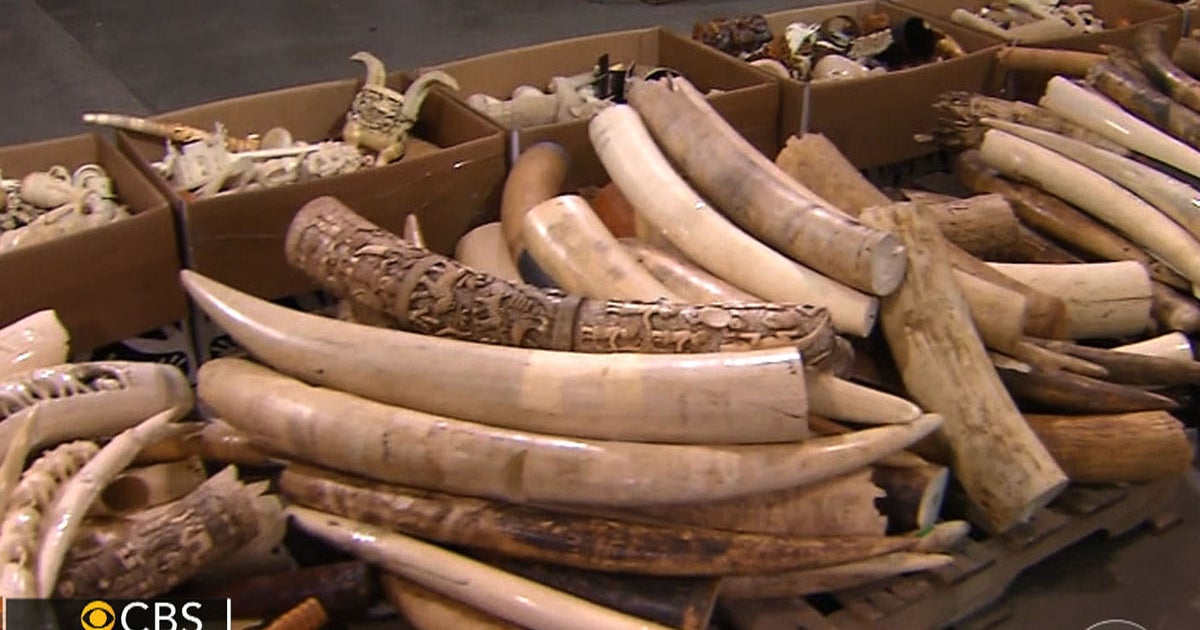 U.S. to crack down on ivory trafficking to protect elephants - CBS News