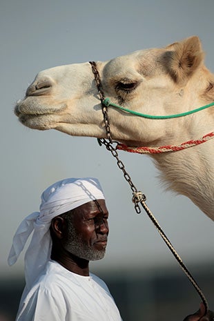 Camel racing in Dubai