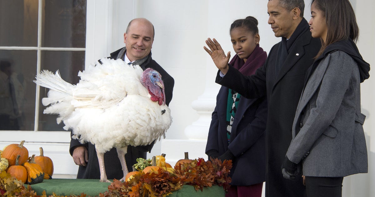 Turkeys' lives spared: Obama pardons Thanksgiving birds - CBS News