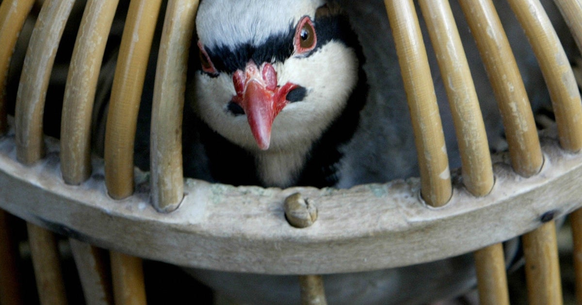 Inflation hits the Twelve Days of Christmas - CBS News