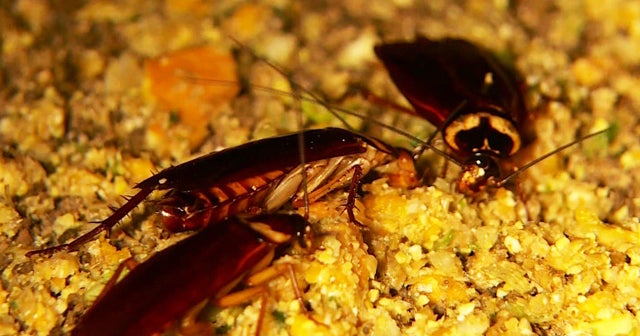 Cockroach farming a booming business in China - CBS News