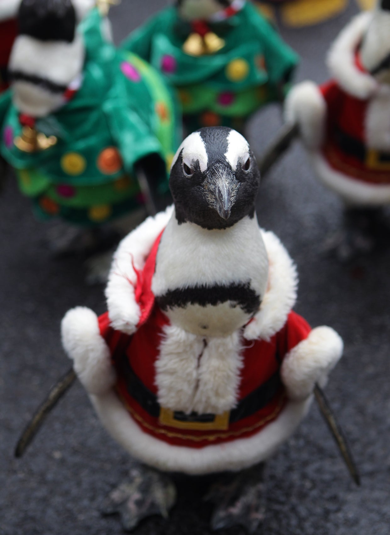 Christmas penguins on parade