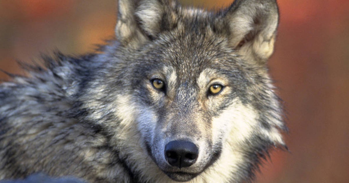 Federal court puts gray wolf back on endangered species list - CBS News