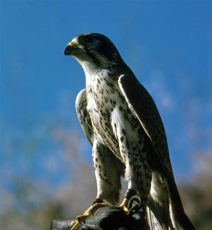 Species saved by the Endangered Species Act