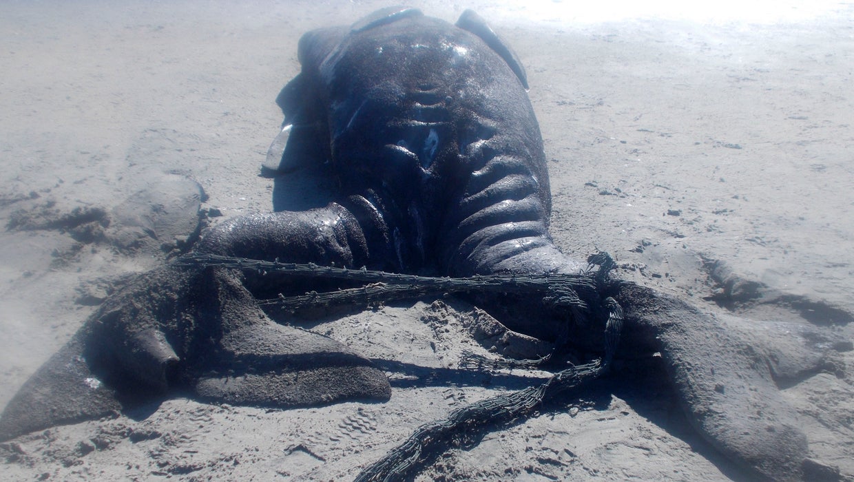 Rare conjoined gray whale twins found in Mexico - CBS News