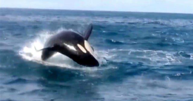 Killer Whales Put On A Show Off Mexico S Coast Cbs News