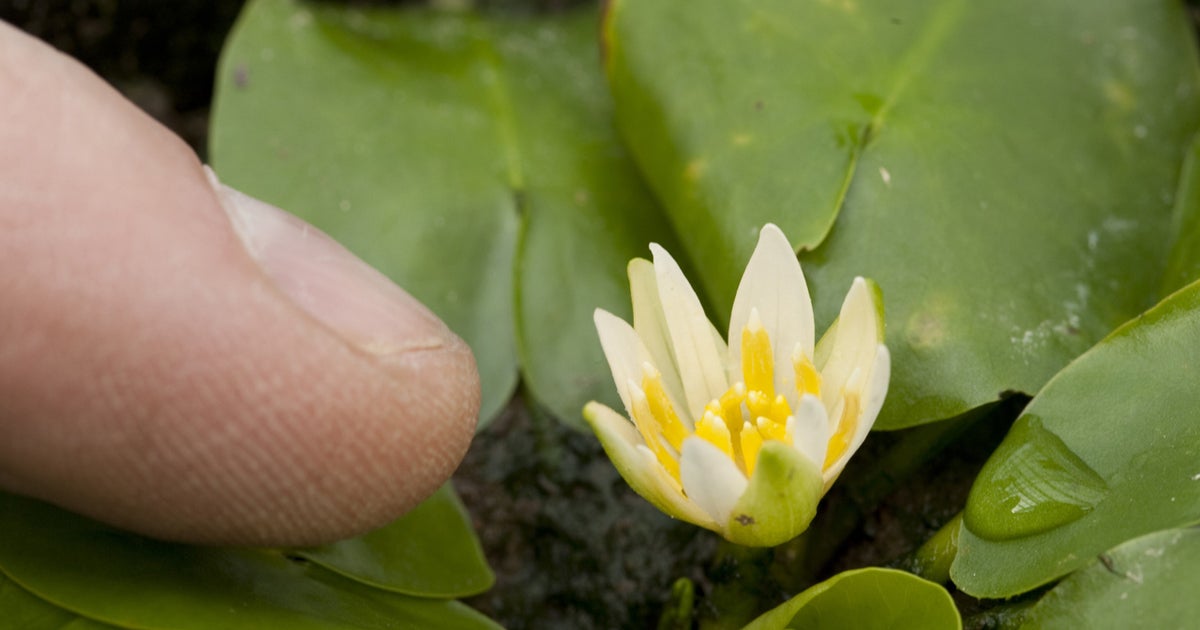 Nearly extinct lily stolen from London garden - CBS News