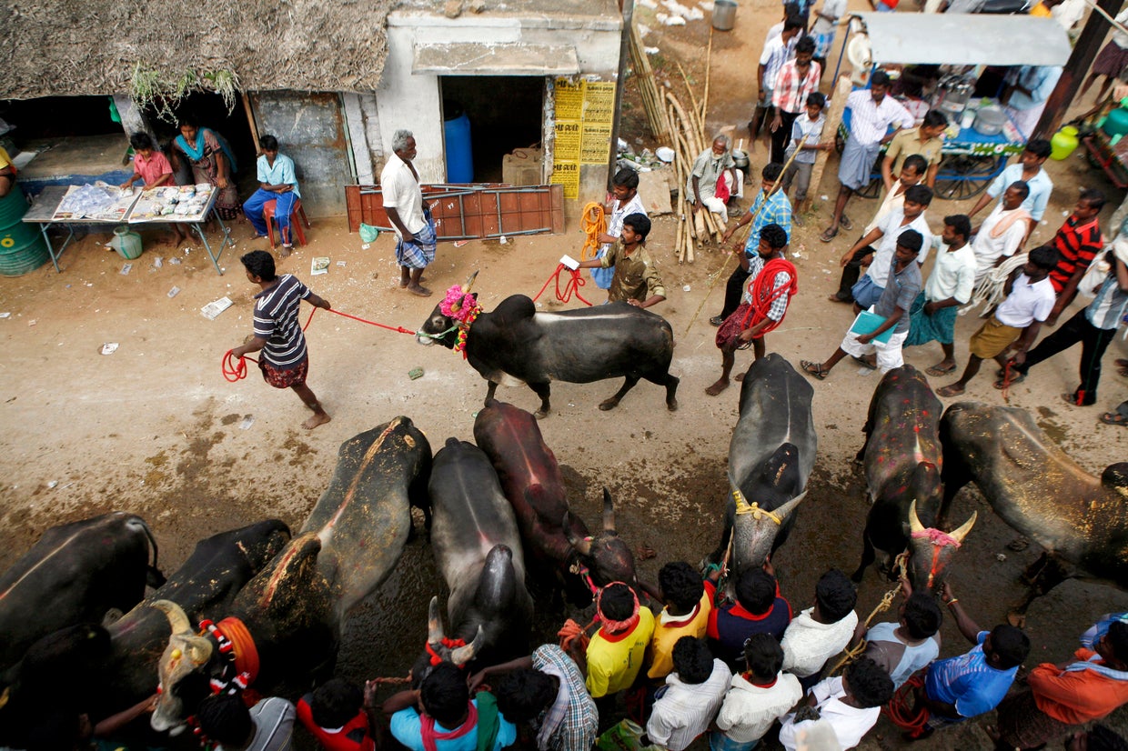 Taming bulls in India