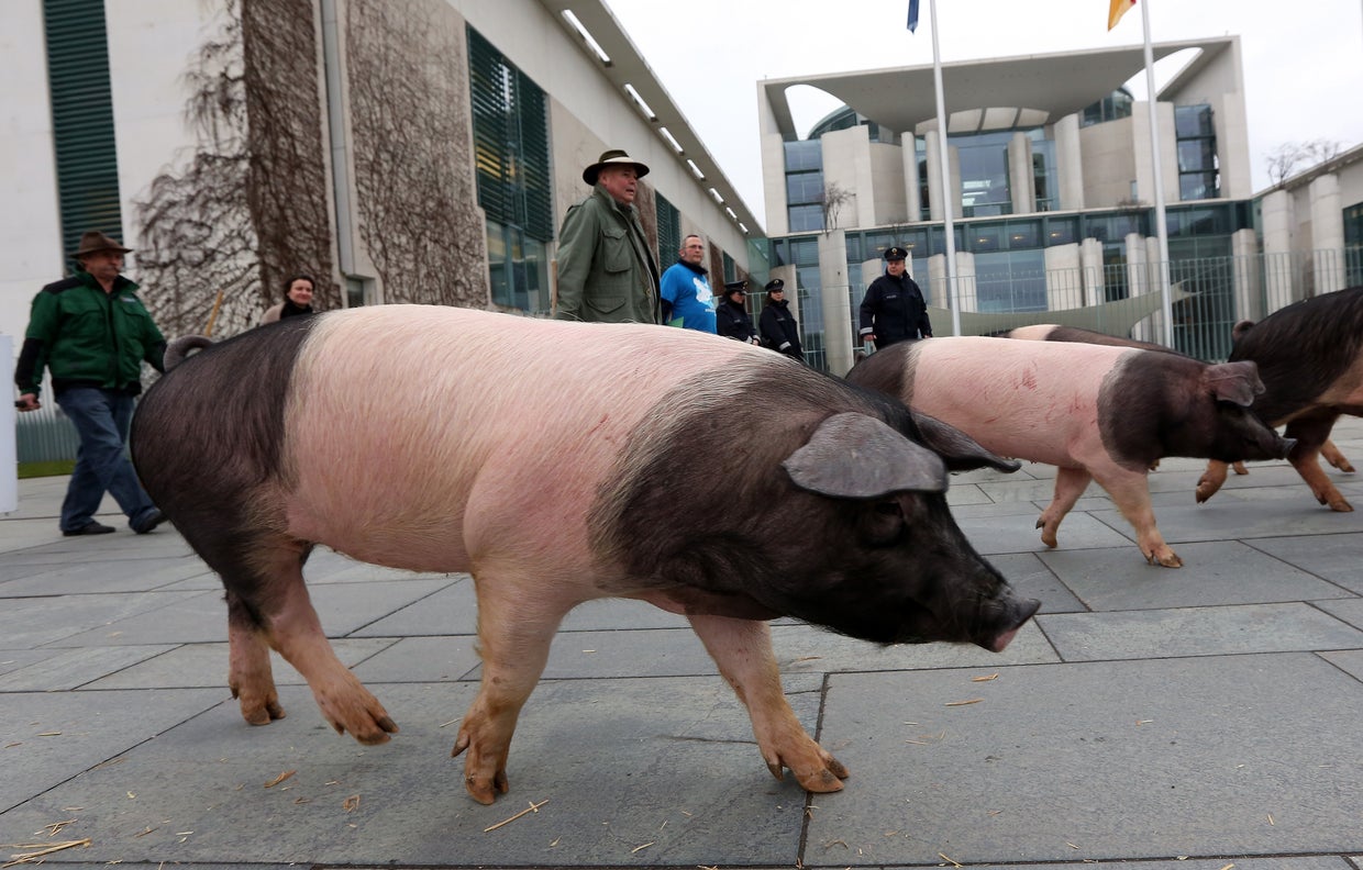 German protest goes hog wild