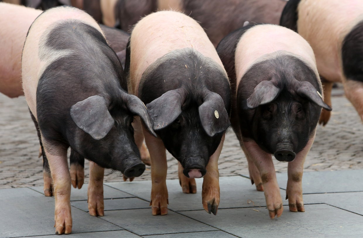 German protest goes hog wild