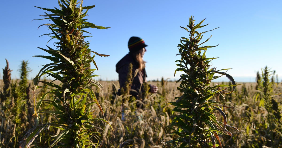 Kentucky eager to plant hemp, first time in decades - CBS News