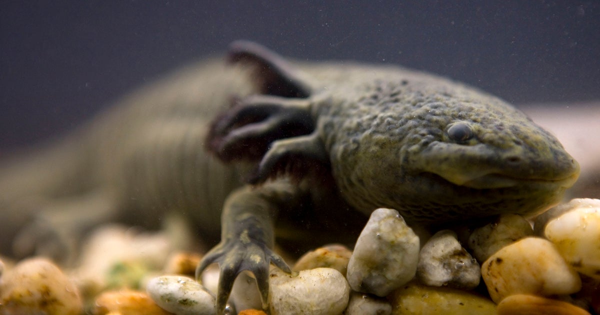 Mexican "water monster" may have disappeared from natural habitat - CBS ...