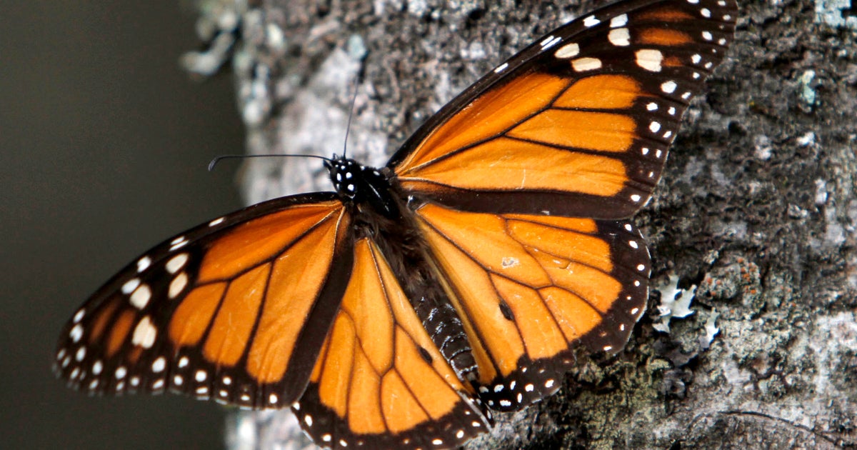 Monarch butterflies drop, migration may disappear - CBS News