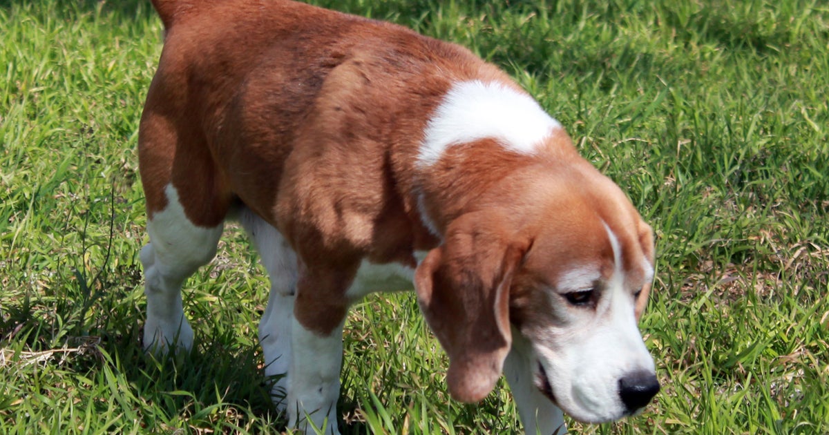 Six years after winning Westminster Dog Show, Uno is still top dog ...