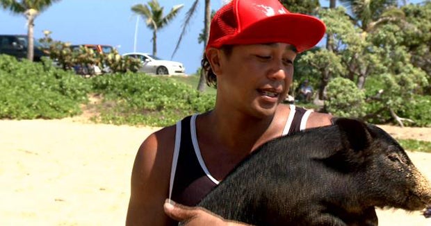 Surfing pig catches waves, turns heads in Hawaii - CBS News