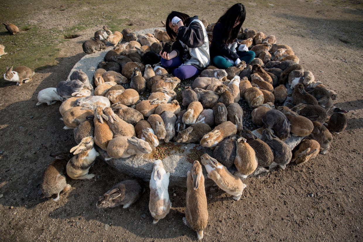 Japan's island of bunnies