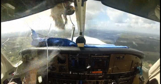 WATCH: Bird strikes windshield of plane in Florida - CBS News