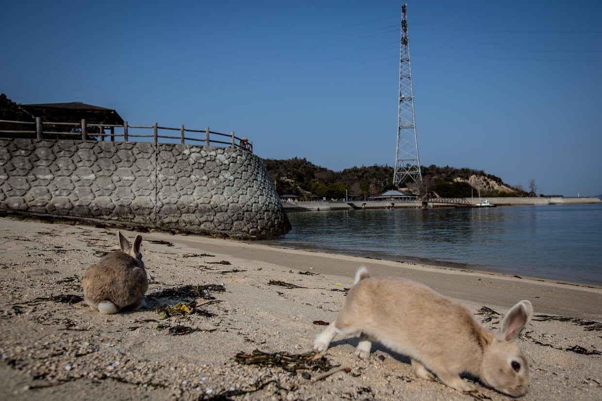 Japan's island of bunnies