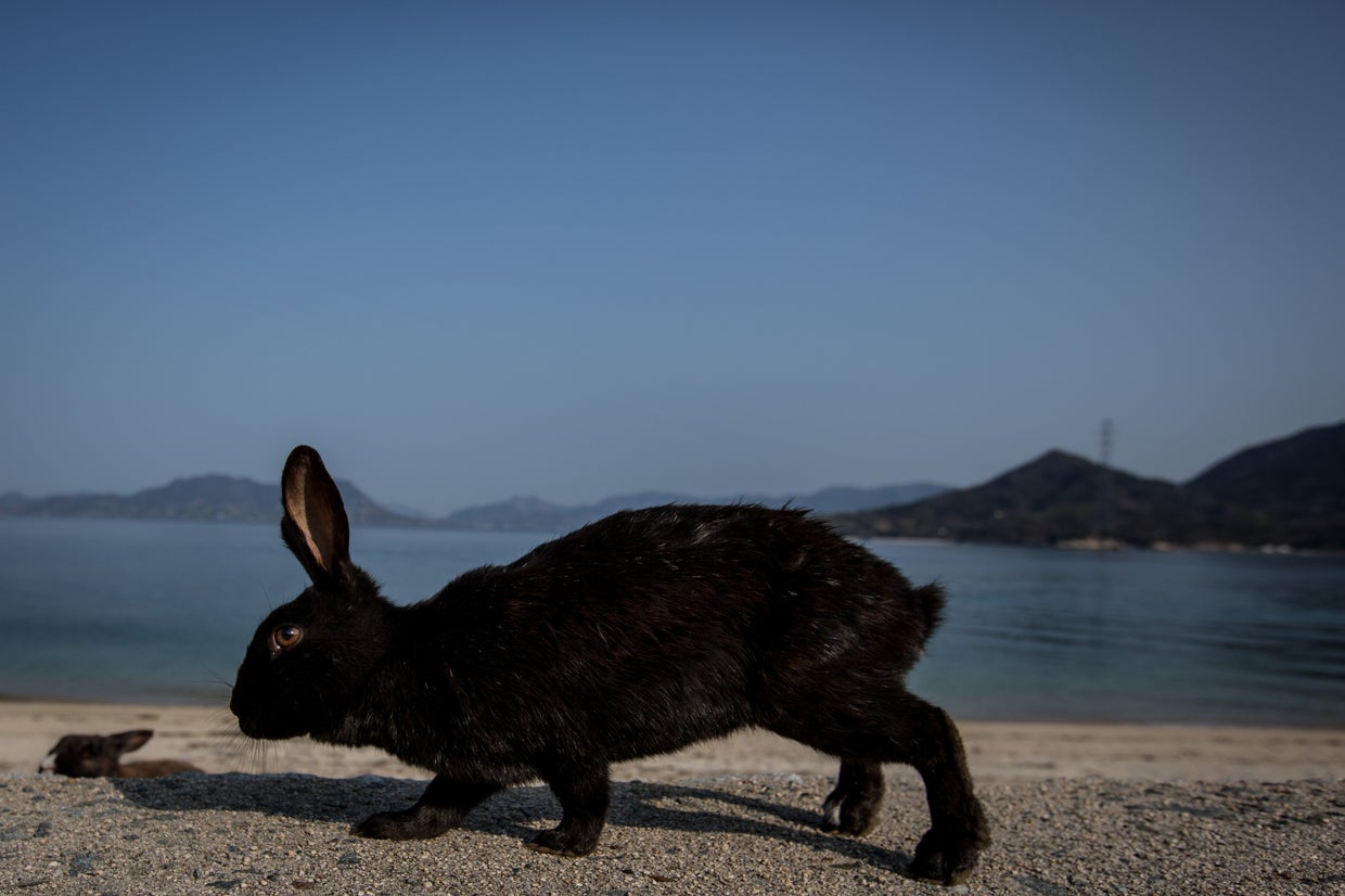 Japan's island of bunnies