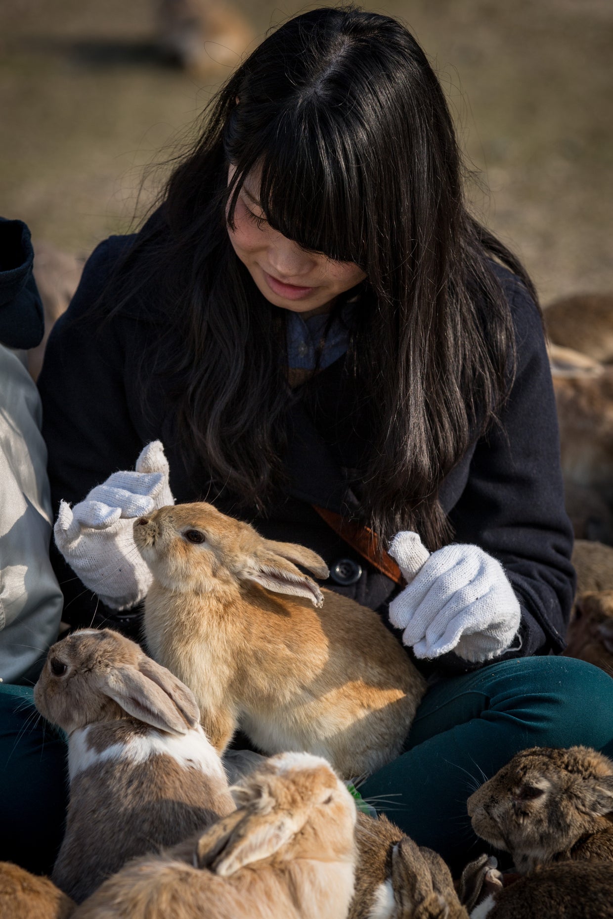 Japan's island of bunnies