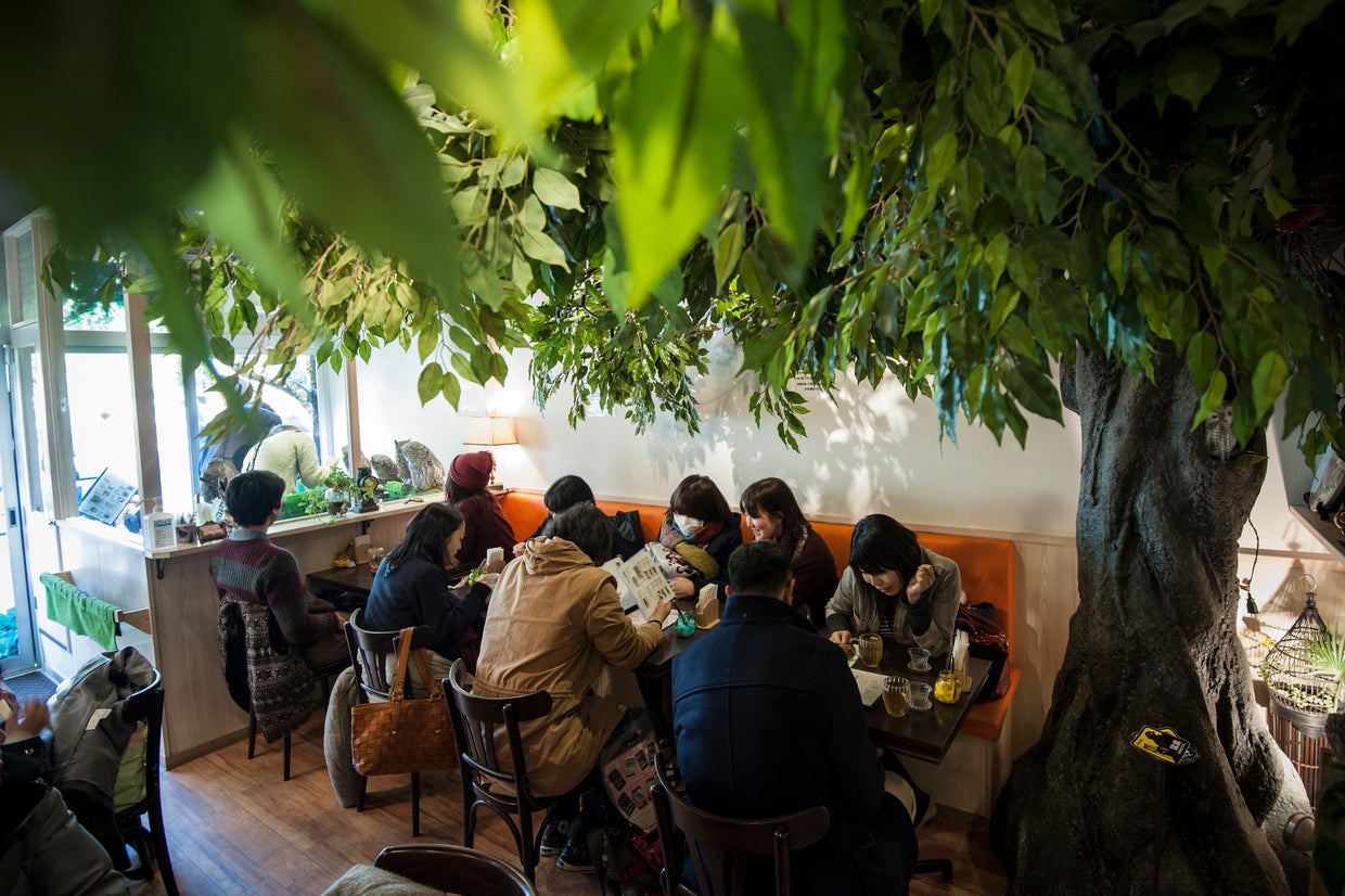 A cafe for the birds