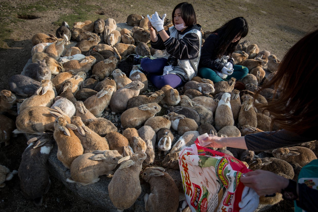 Japan's island of bunnies