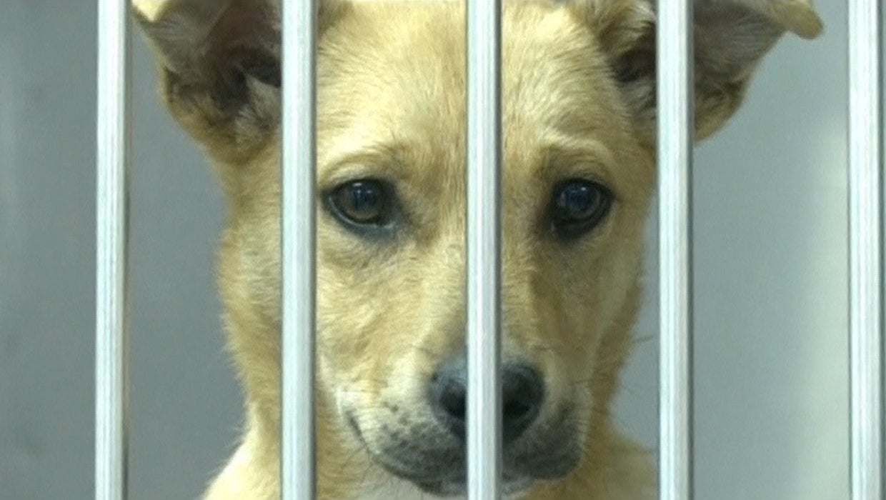 Olympic hockey player David Backes brings home 2 pooches from Sochi ...