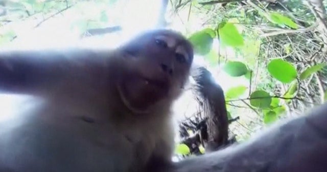Monkey steals tourist's camera, takes "selfie" - CBS News
