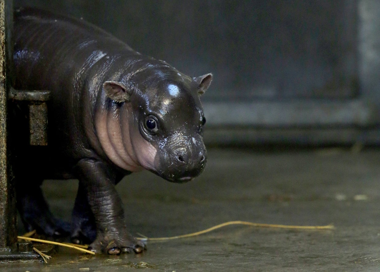Tiny, rare hippo born in England