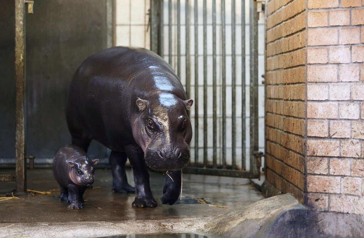 Tiny, rare hippo born in England