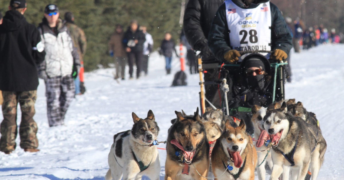 Mush! The Iditarod sled-dog race begins in Alaska - CBS News