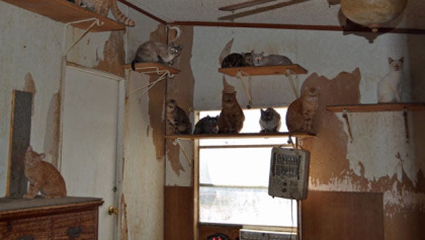 Eighty-nine animals removed from feces-filled home in Texas - CBS News