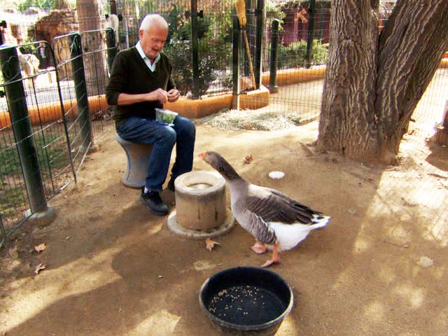 California man's best friend is fine and feathered - CBS News
