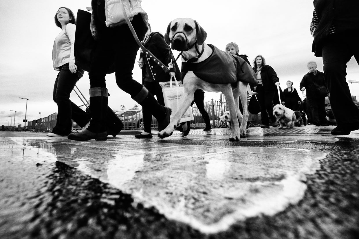 Canine competition at Crufts dog show