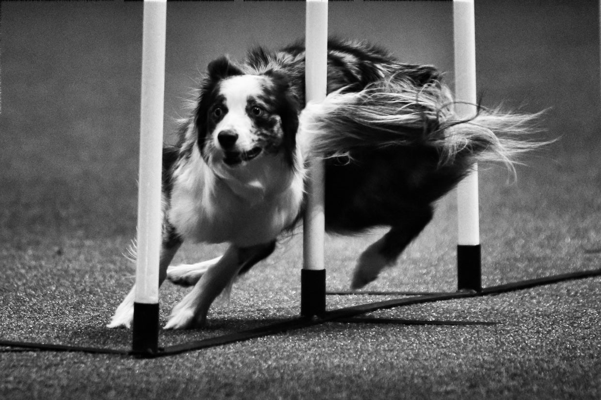Canine competition at Crufts dog show