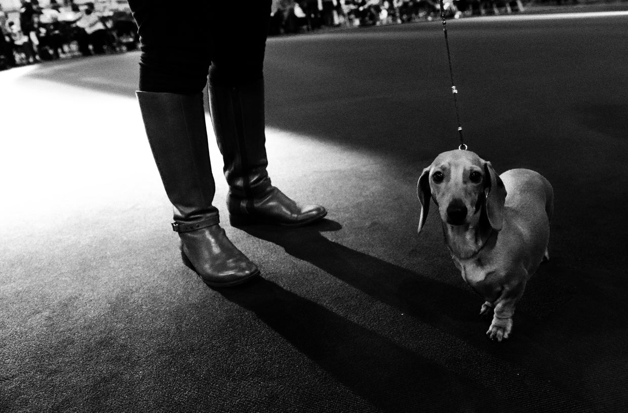 Canine competition at Crufts dog show