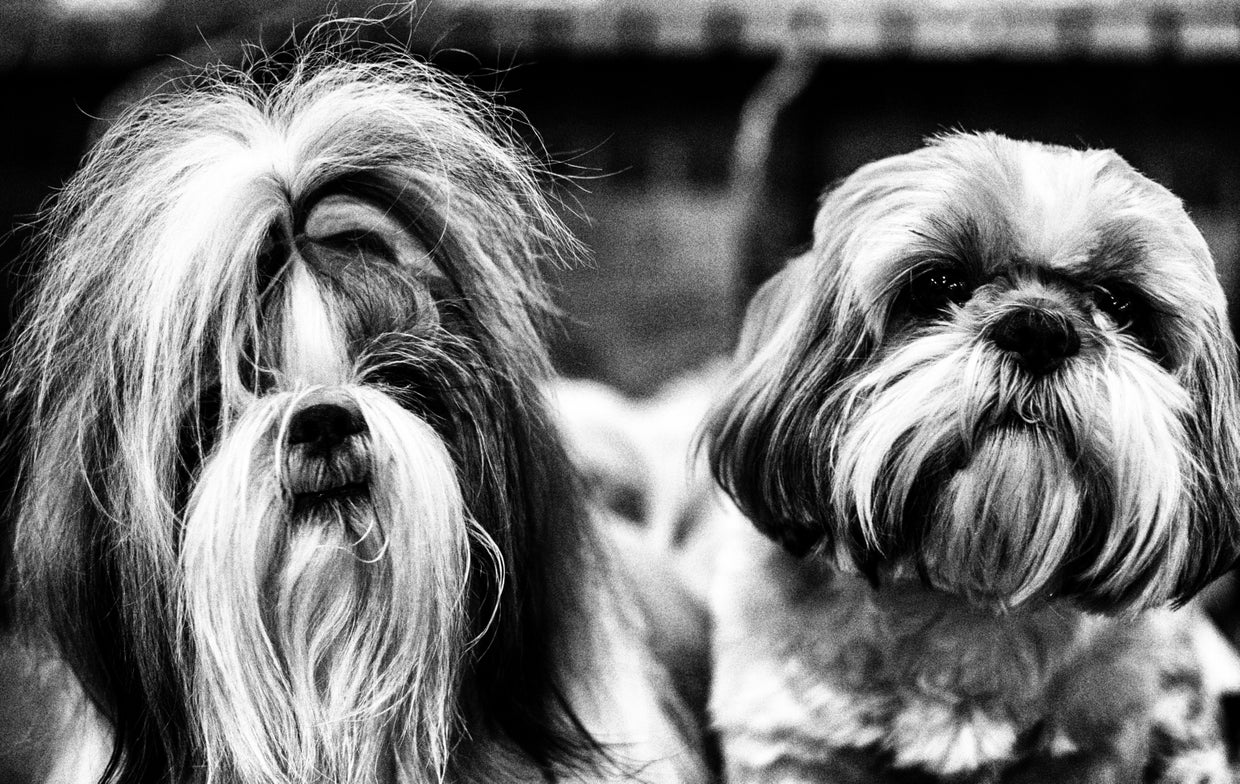 Canine competition at Crufts dog show