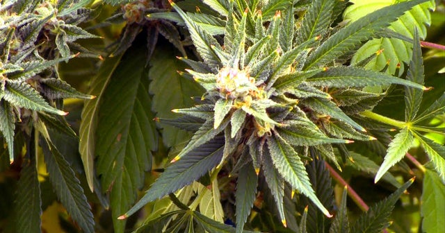 High Times: Marijuana and America