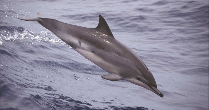 Ukraine's combat dolphins now swim for Russia - CBS News
