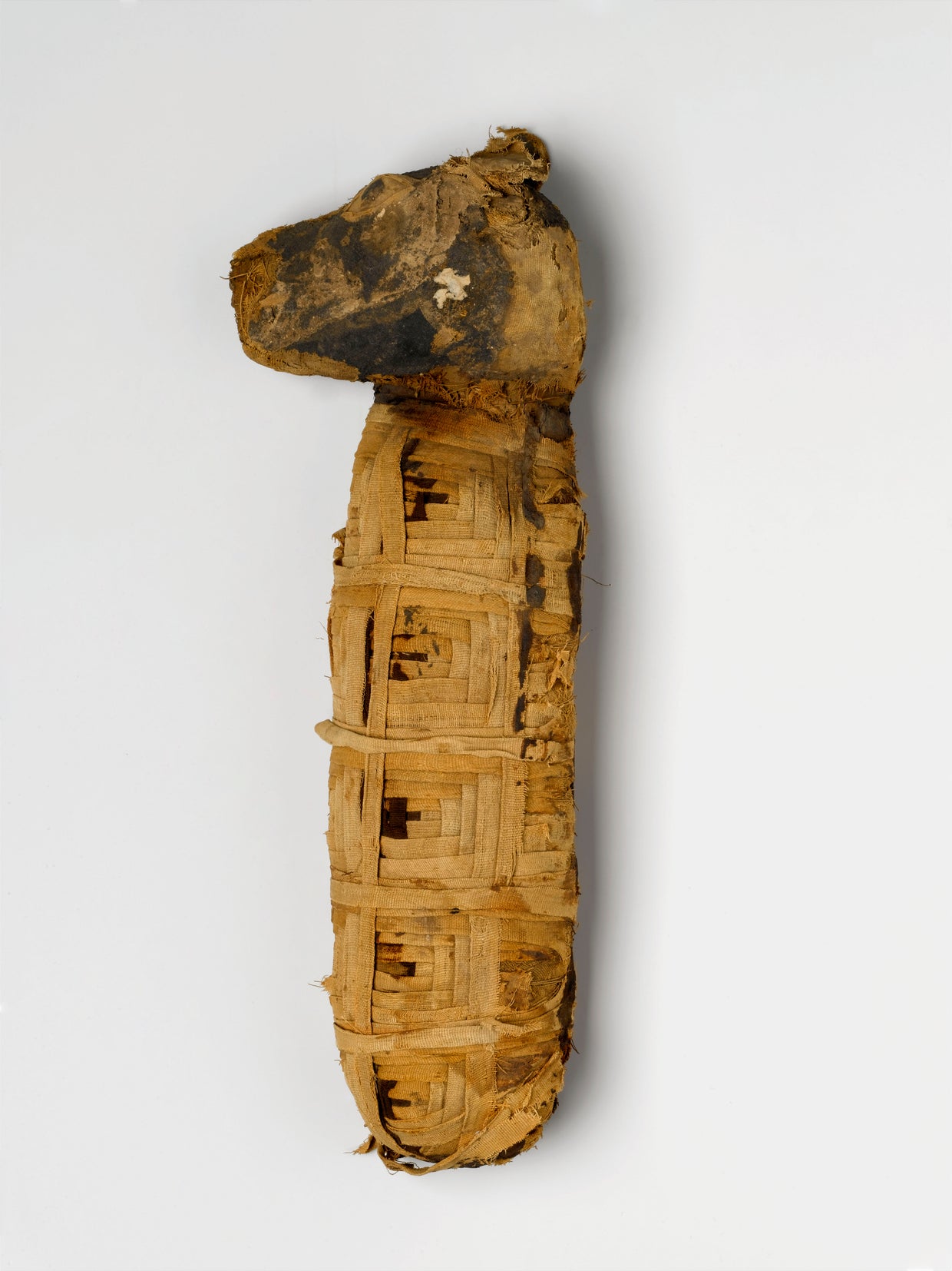Still life: Ancient animal mummies