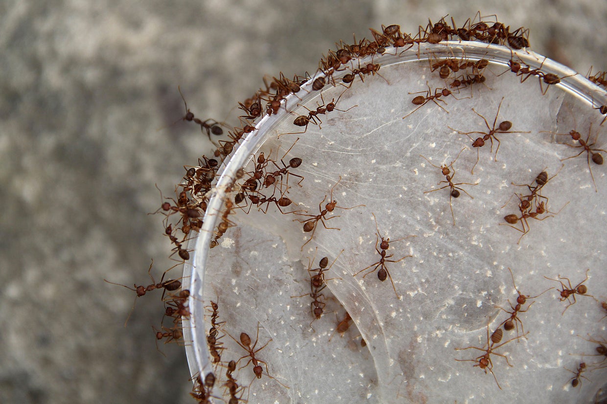 Ant farmers of Indonesia